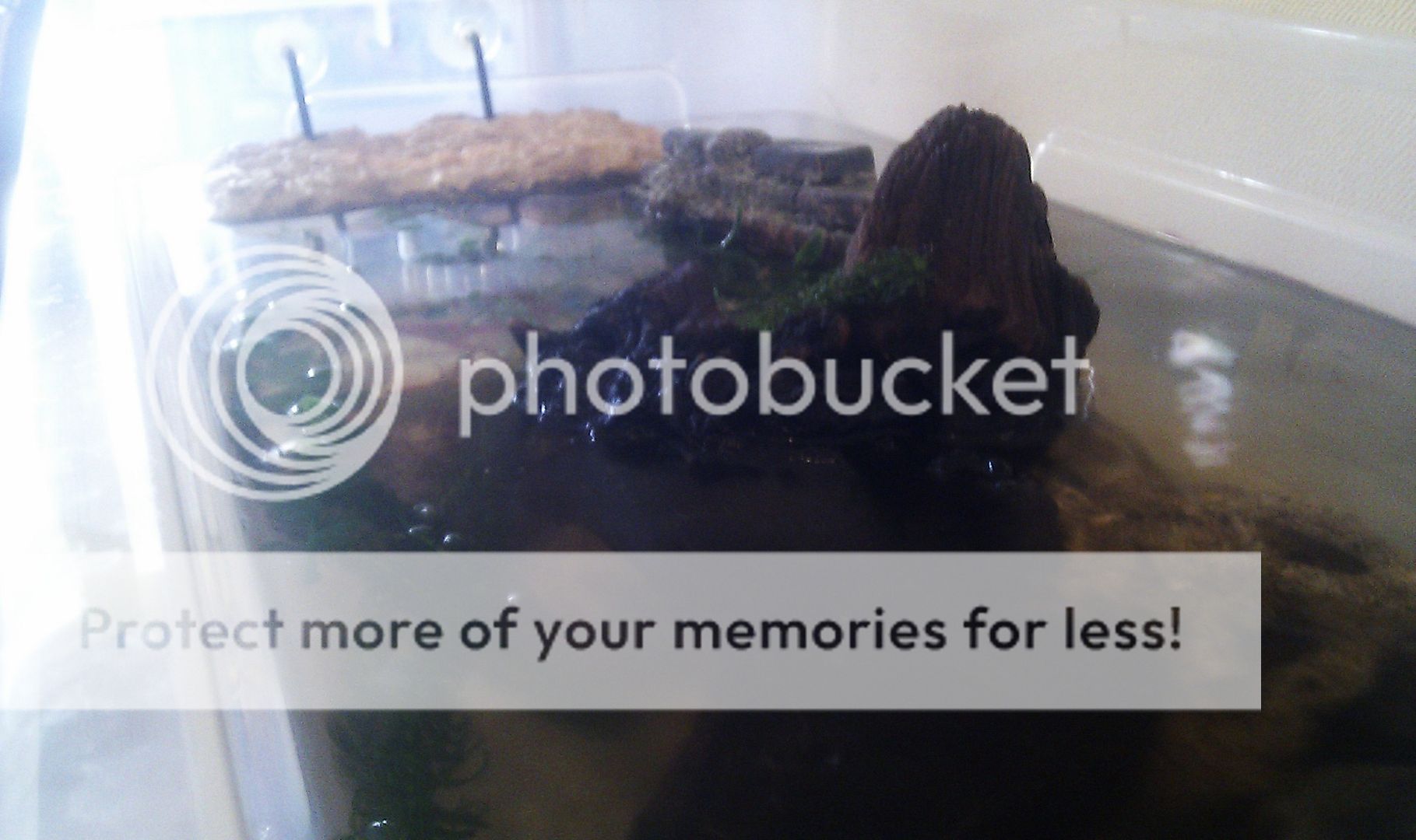 Musk Turtle tank set up ? - Reptile Forums