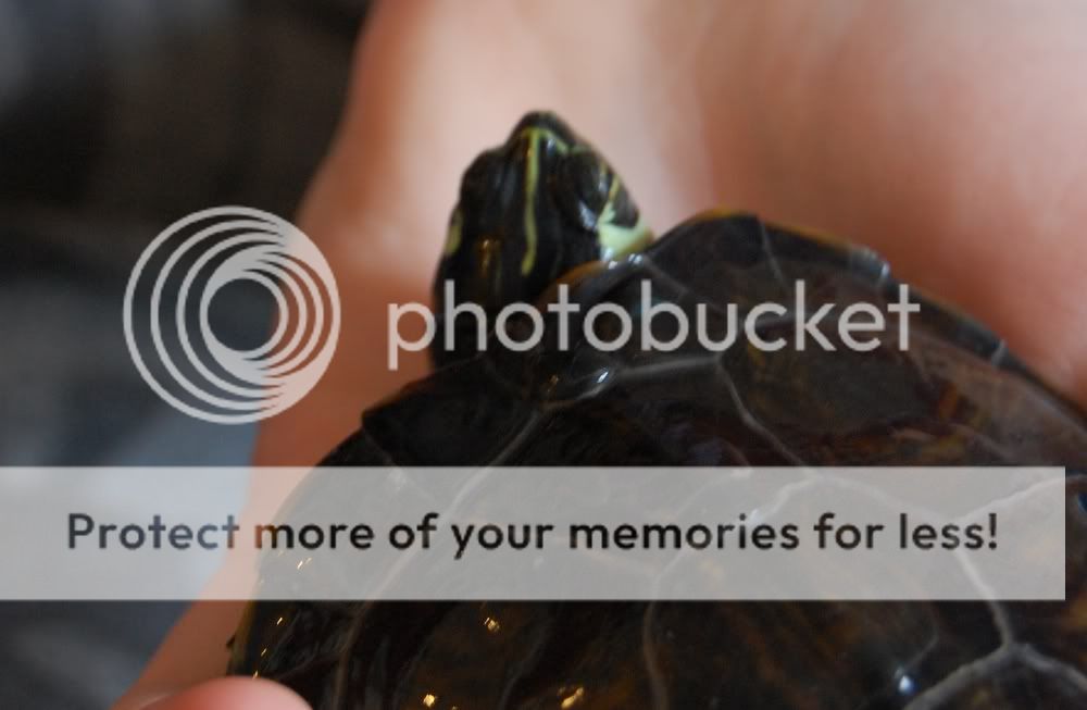 My Yellow Bellies Shell Deformity | Reptile Forums