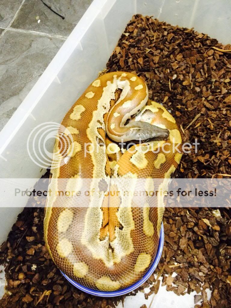 SE England - ***blood and royal pythons for sale*** | Reptile Forums