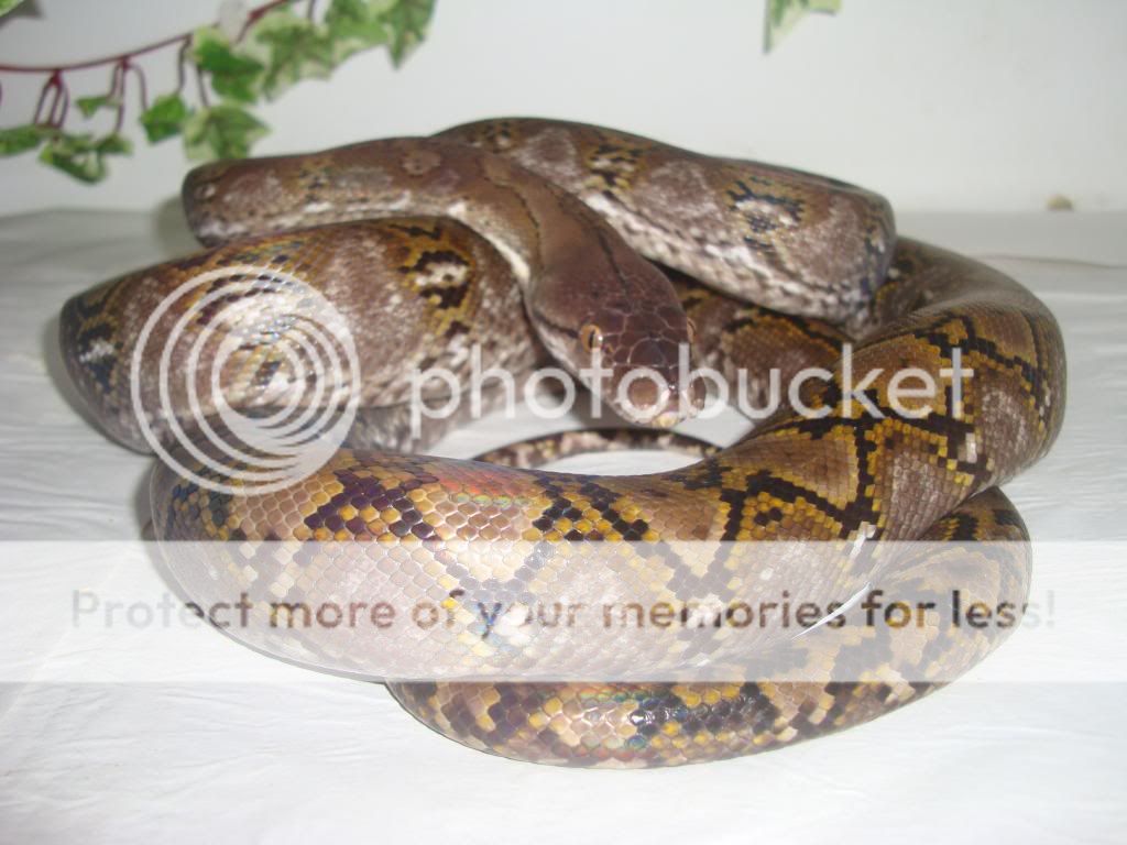 'Super Dwarf' Kayuadi Retics | Reptile Forums