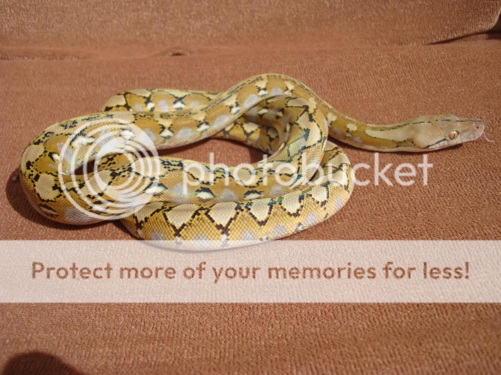 Dwarf Platinum Retic | Reptile Forums