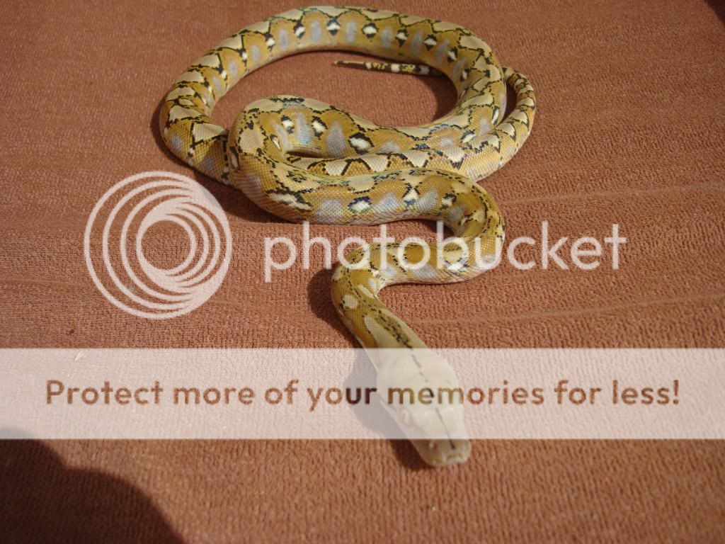 Dwarf Platinum Retic | Reptile Forums